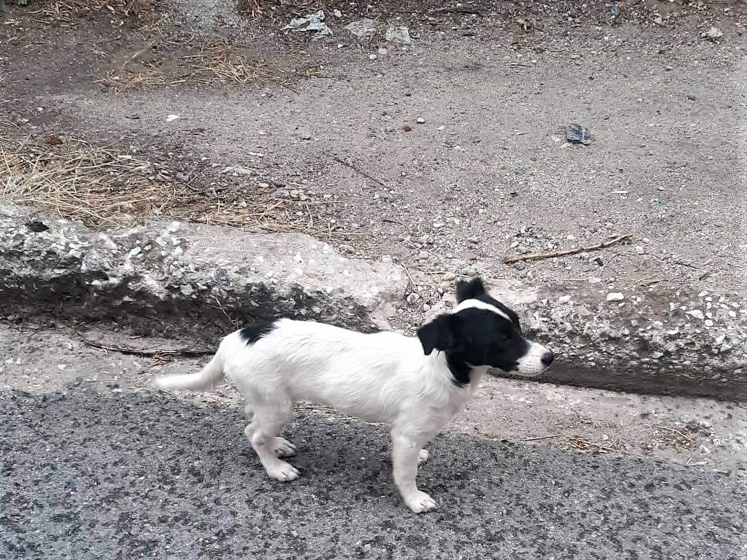 Για τη μικρή σκυλίτσα της Λάρισας, που μόλις βρήκε σπίτι και θα έφευγε ...